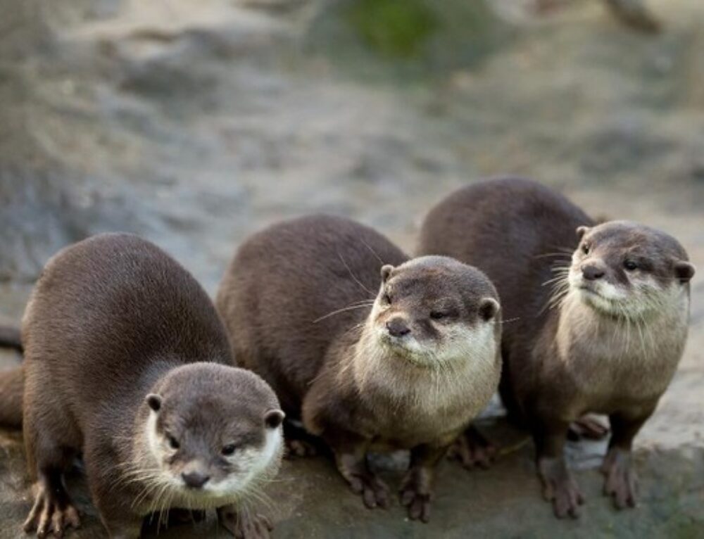 Mengapa Lagu dan Band Lama Bisa Kembali Naik atau Mencapai Kepopuleran ...